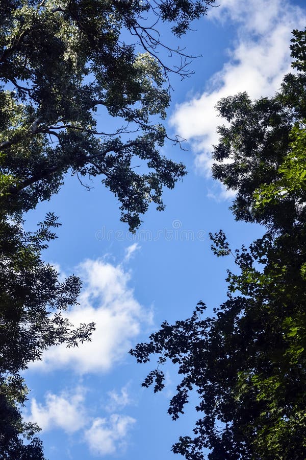 Looking Up through a Tree Canopy. Frame of Green Foliage of Tree ...