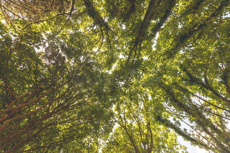 Looking up at Tree Canopy stock photo. Image of nature - 122086754