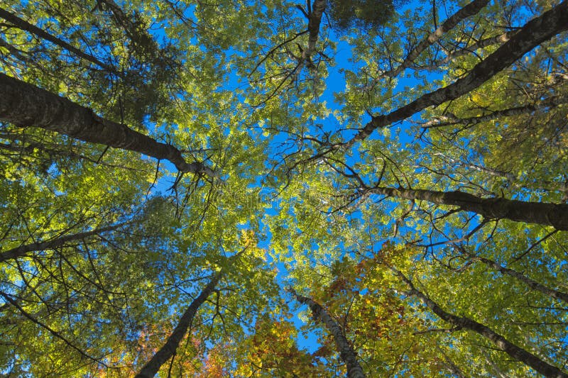 Looking Up through the Tree Canopy Stock Image - Image of green, branch ...
