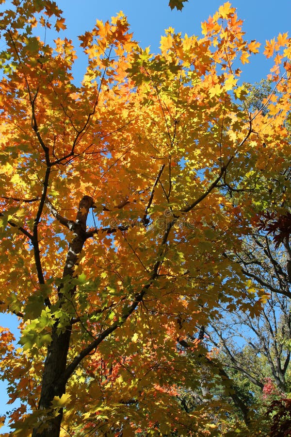 112 Looking Up Autumn Maple Tree Canopy Stock Photos - Free & Royalty ...