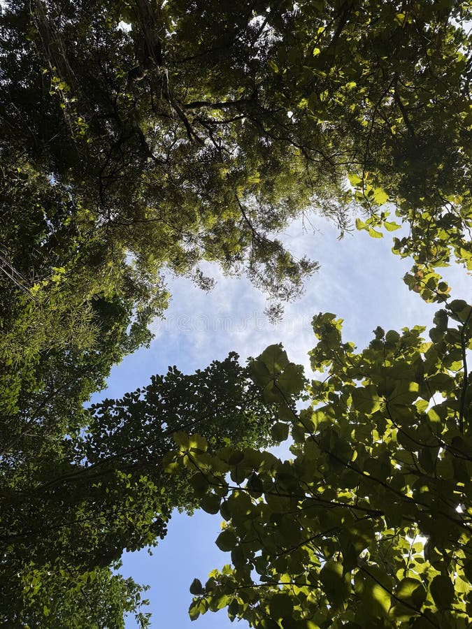 Looking Up through a Tree Canopy. Tree Canopy Stock Photo - Image of ...