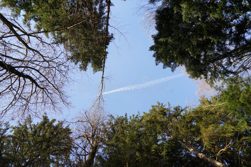 Looking Up into the Tree Crowns that Form almost a Circle. Stock Image ...