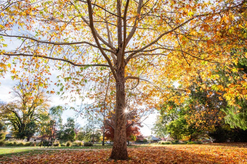 Looking Up at a Tree with Huge Branches Displaying Autumn and a ...