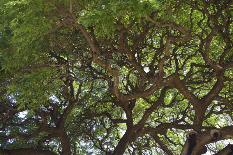 Picture of Tree Limbs in Maui Island Stock Image - Image of looking ...