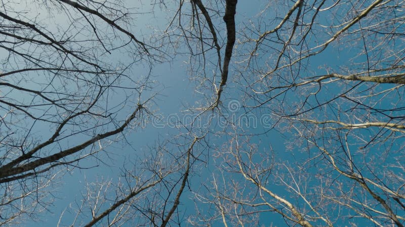 Looking Up at Tree Tops with No Leaves in Spring, Blue Sky Background ...