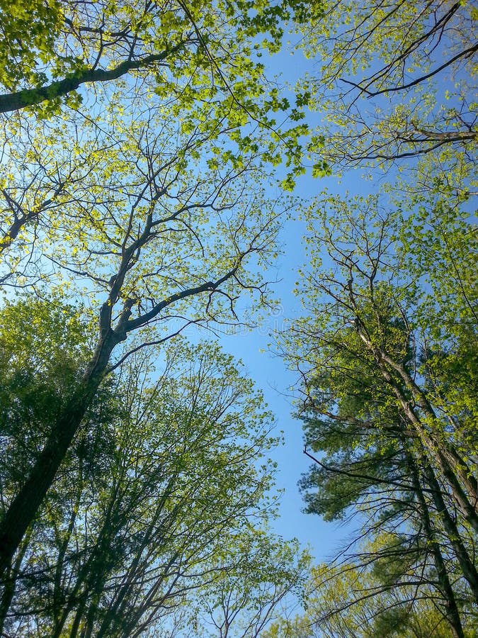 Looking Up at Tree Tops and the Sky Stock Image - Image of perspective ...