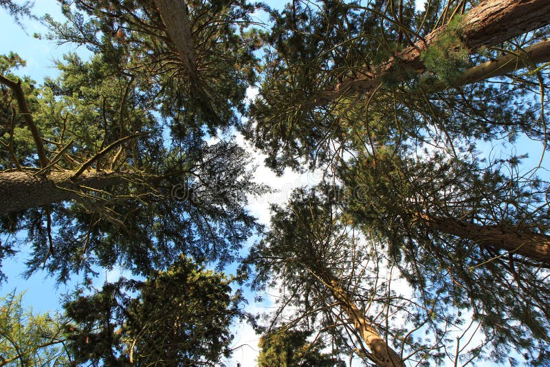Looking Up into the Tree Tops. Stock Photo - Image of trees, forests ...