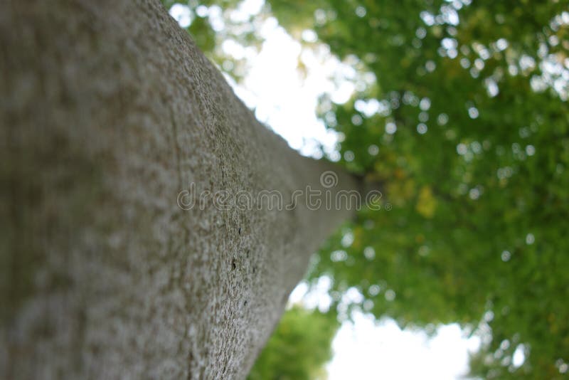 Looking Up a Tree Trunk stock photo. Image of branches - 161252904