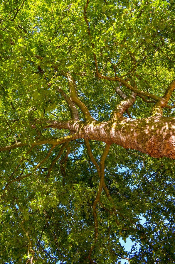 Looking Up at a Tree Trunk in the Crown Stock Photo - Image of leaves ...