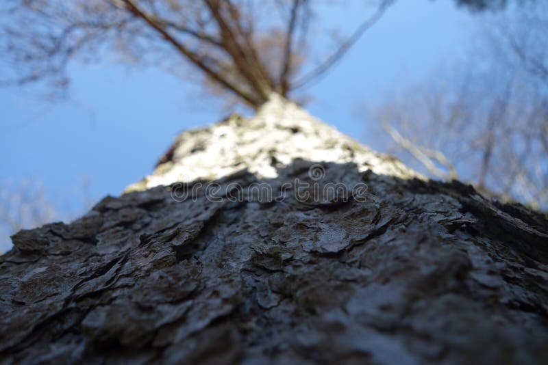Looking Up a Tree Trunk To Branches Stock Image - Image of bark, trunk ...