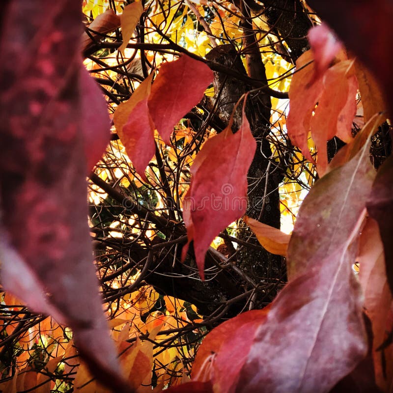 Red leaves in autumn stock photo. Image of fall, looking - 129841814