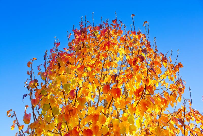 Looking Up at a Tree Whose Leave are Changing To a Vivid Yellow and Red ...