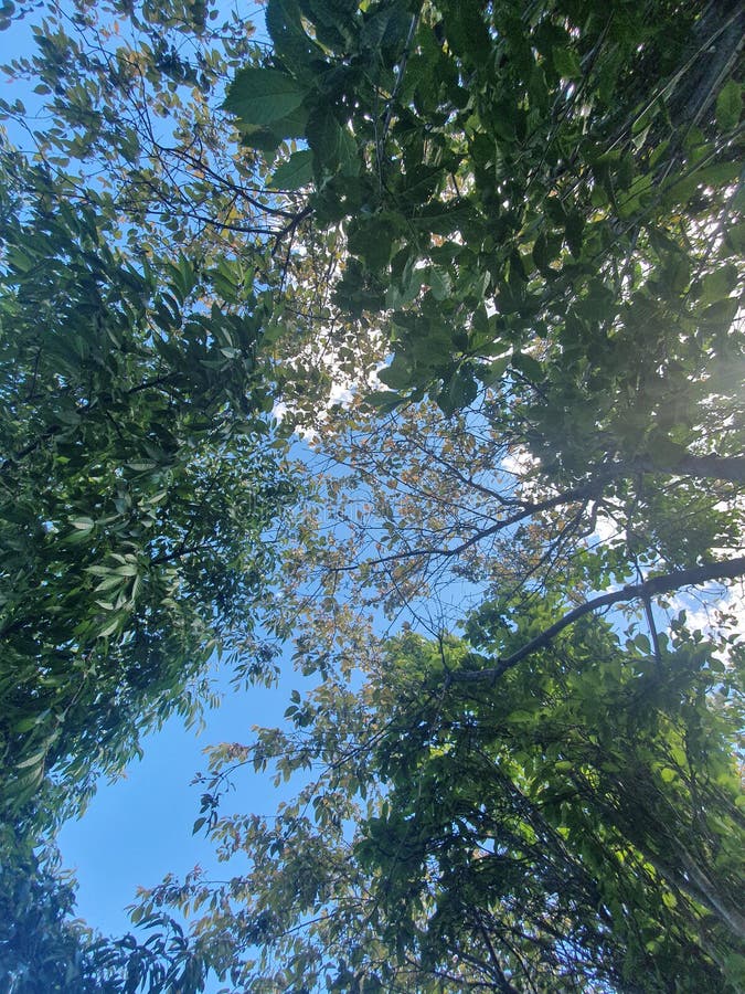 Looking up through trees stock image. Image of deciduous - 219982477