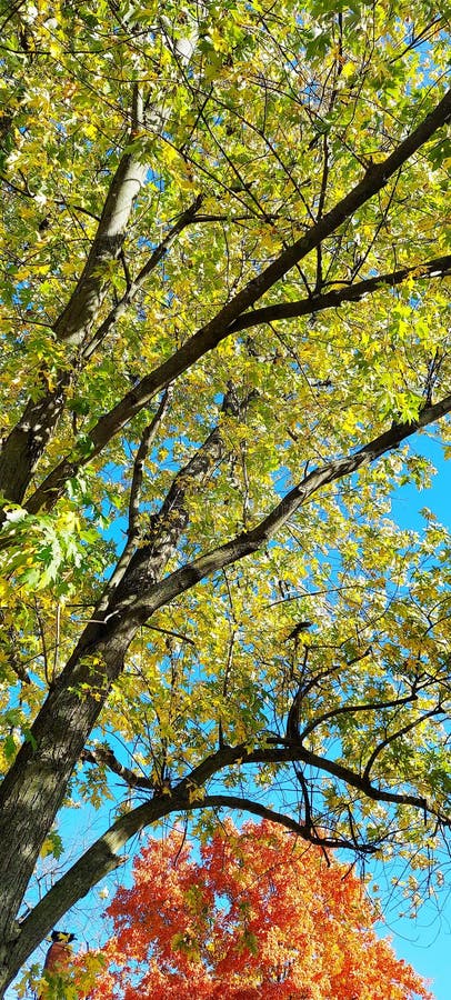 Looking Up at Trees stock photo. Image of grove, trunk - 261251438