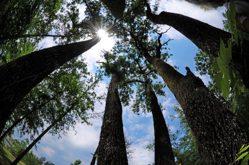 Looking Up through the Trees Stock Photo - Image of pretty, deciduous ...