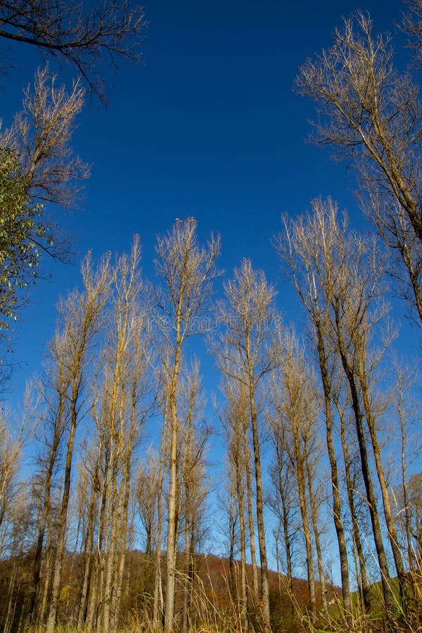 Looking Up at Trees in Autumn on a Windy Day. Low Angle View or Bottom ...