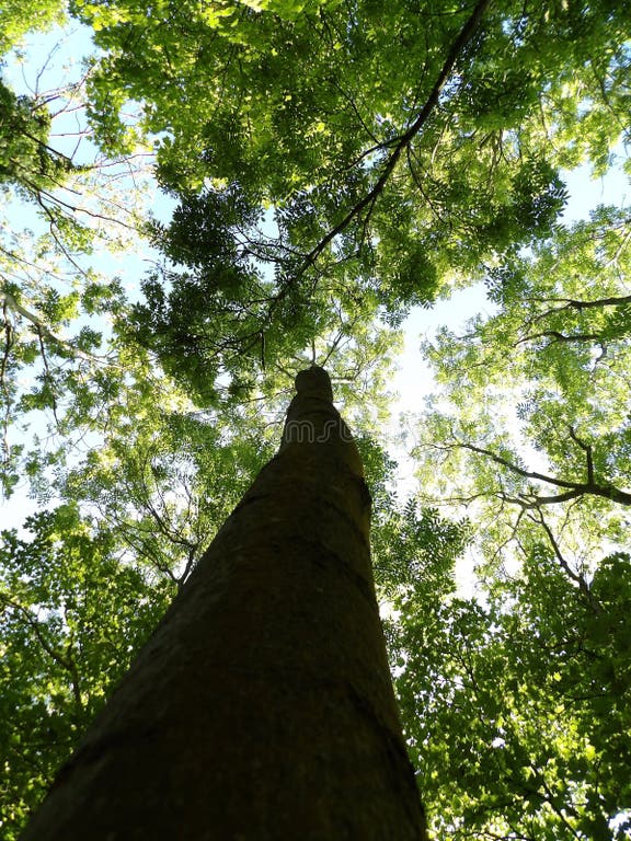 Trees below stock photo. Image of bright, canopy, tall - 102425700