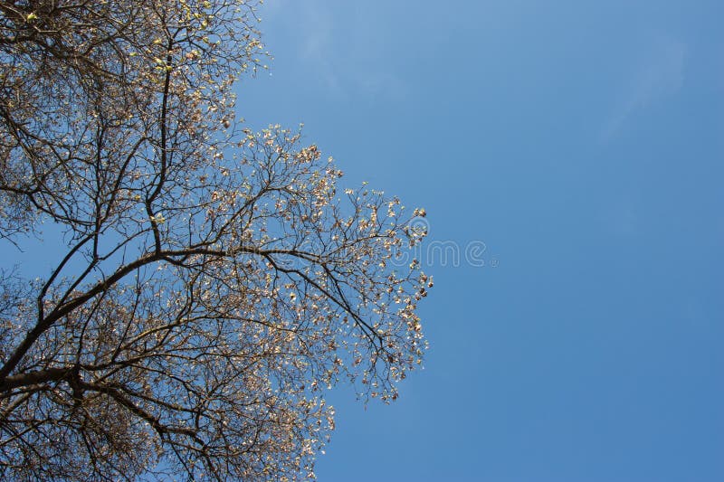 Looking Up Trees Blowing in the Wind with Blue Sky. Blue Sky in Daytime ...