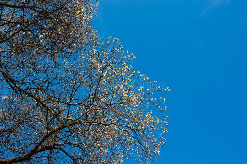 Looking Up Trees Blowing in the Wind with Blue Sky. Blue Sky in Daytime ...