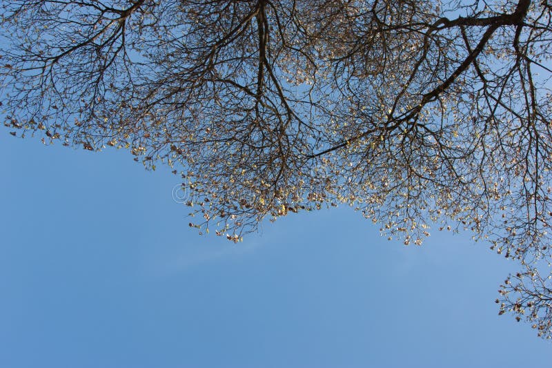 Looking Up Trees Blowing in the Wind with Blue Sky. Blue Sky in Daytime ...