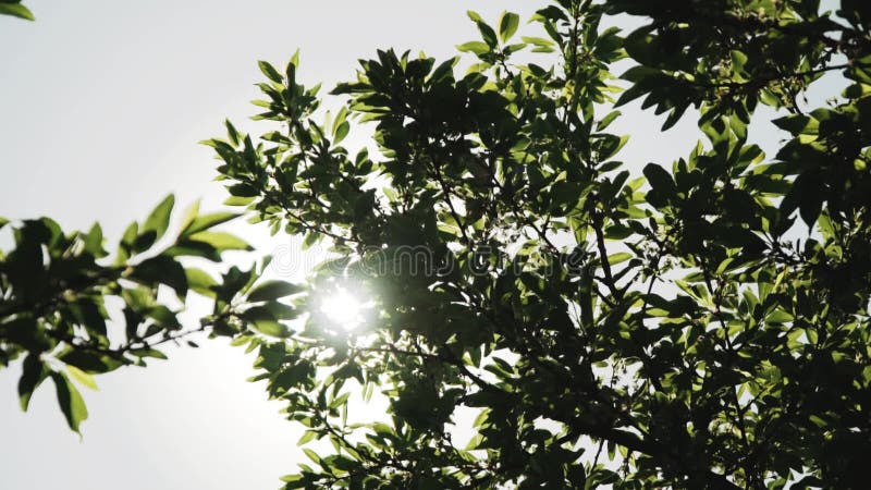 Looking Up Trees Blowing in the Wind with Blue Sky. Sun Rays through ...