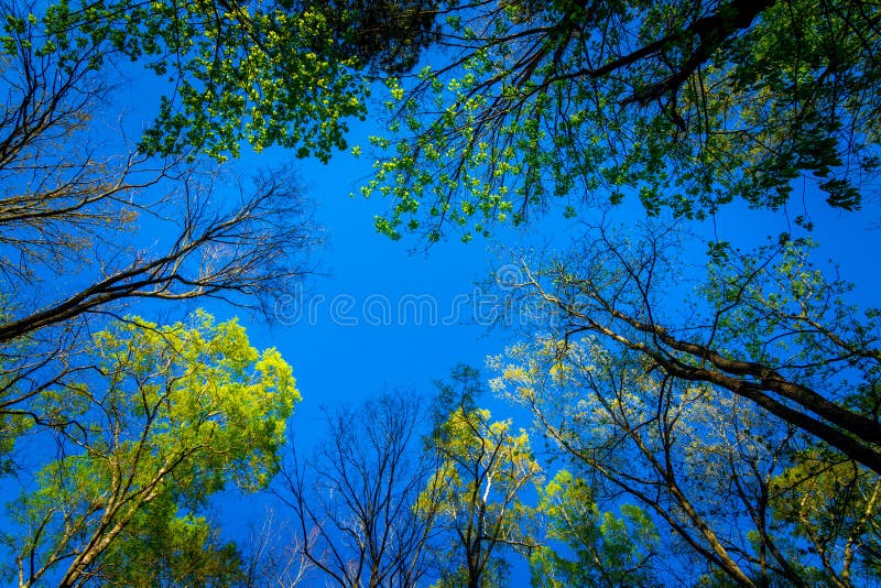 Looking up to top of trees stock photo. Image of branch - 89944808