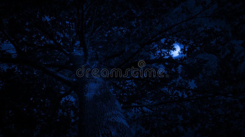Moon Shines Above Tree Canopy Stock Footage - Video of tree, foliage ...