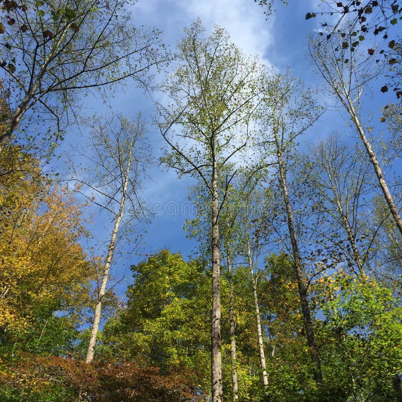 Looking Up through the Trees in Early Fall. Stock Photo - Image of ...