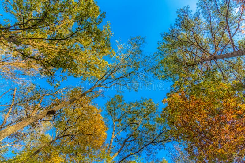 Looking Up into the Trees in the Fall with a Clear Blue Sky in the ...