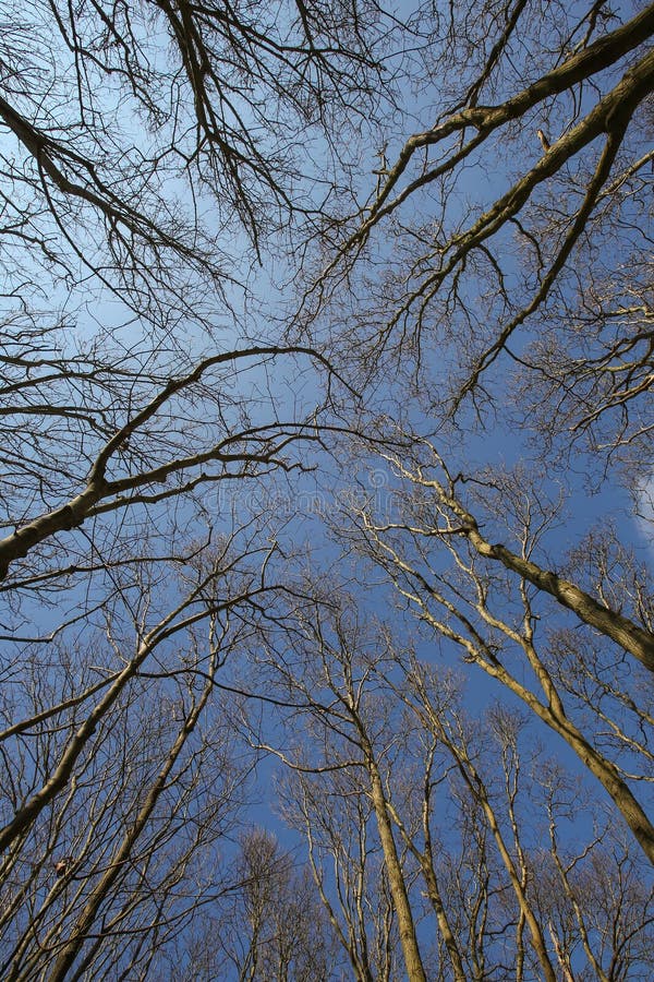 Looking Up at Trees in the Forest Stock Image - Image of natural, grove ...
