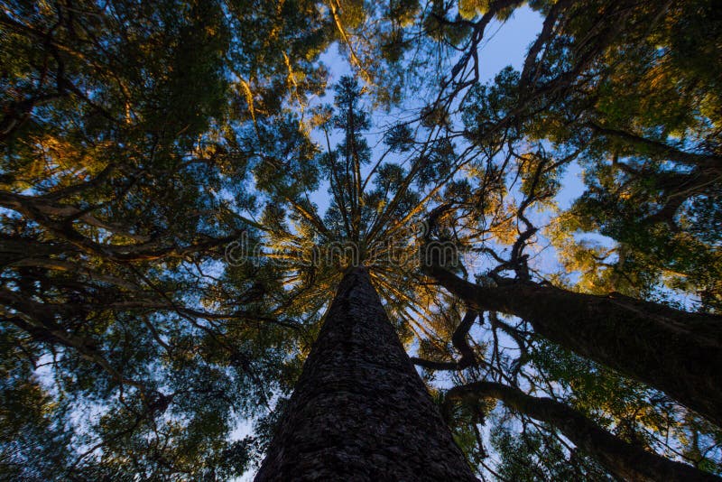 Looking Up at Trees in a Forest Stock Photo - Image of green, america ...