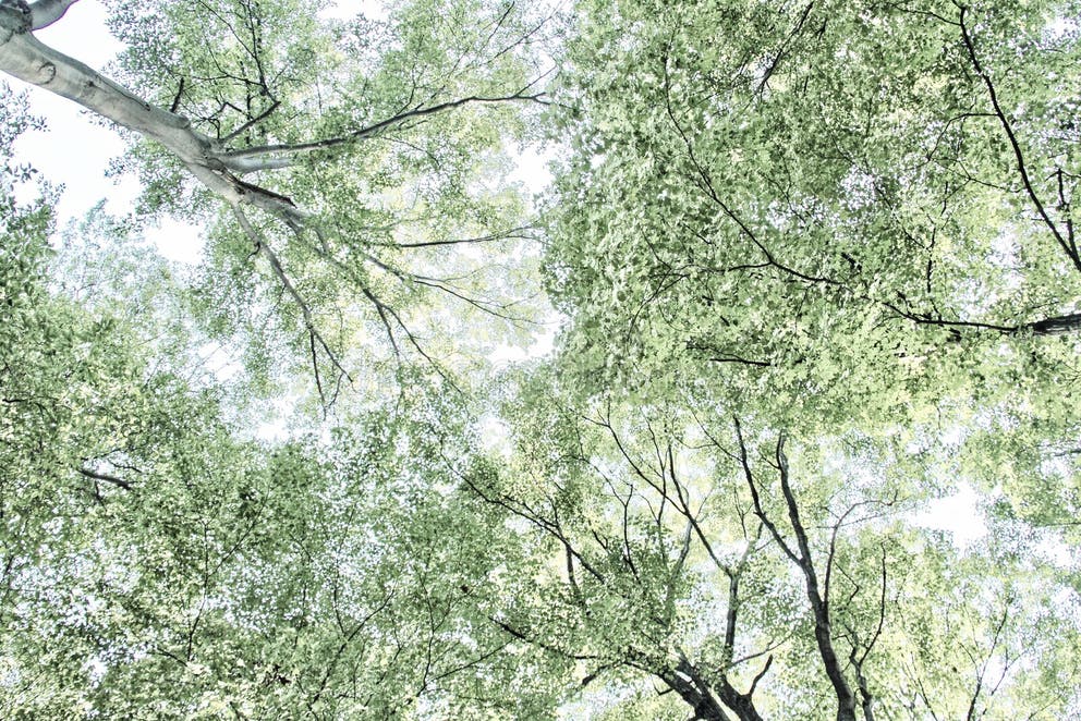 Trees and Sky stock photo. Image of light, green, environment - 104415812