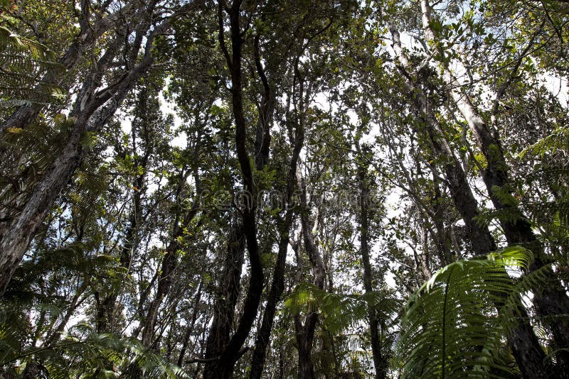Looking Up into Trees Rain Forrest Hawaii Stock Image - Image of green ...