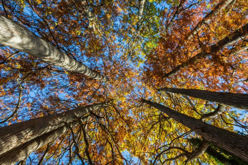 Looking Up at the Trees Spring Grove Cemetery Stock Photo - Image of ...
