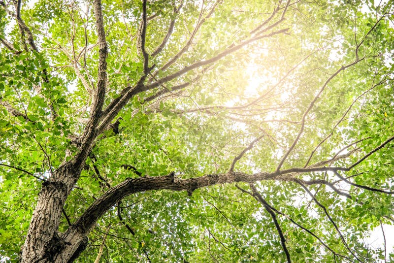 Looking Up Trees with Sun Shine. Ecology Concept Stock Image - Image of ...