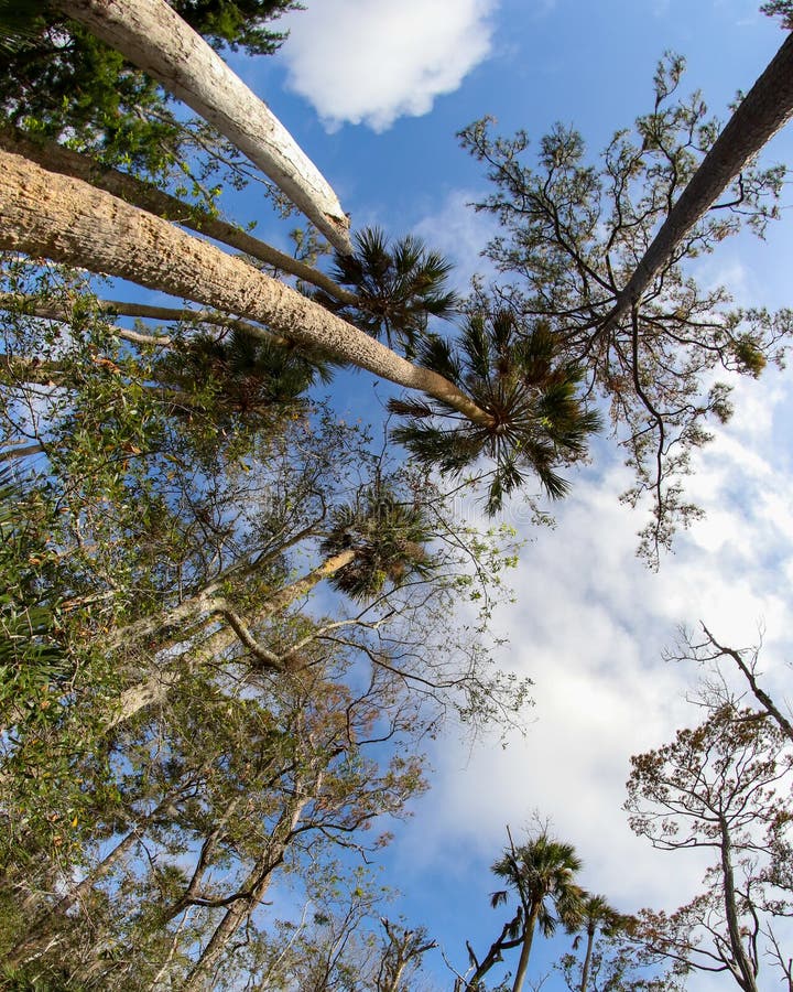 Looking Up through the Trees Stock Image - Image of preserve, trees ...