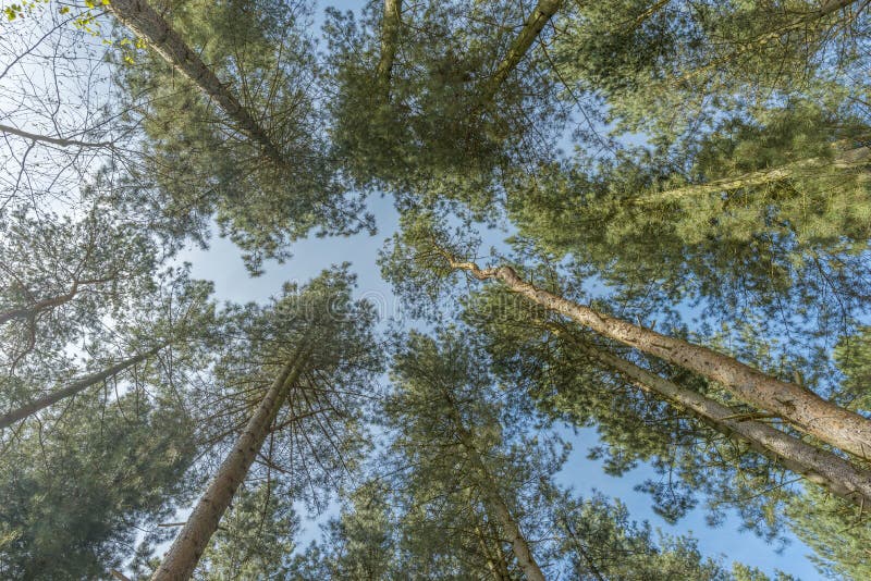 Looking Up through Trees stock image. Image of branches - 70780951