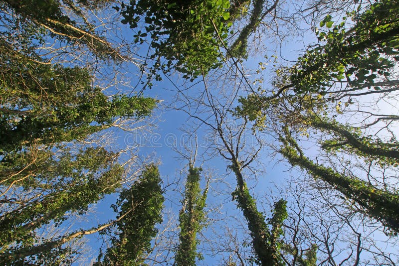 Looking Up at Trees in Winter Stock Photo - Image of blue, nature ...