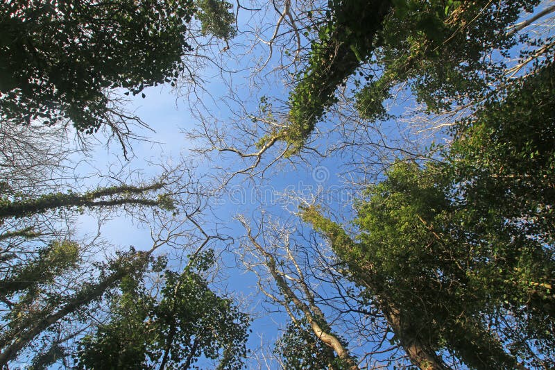Looking Up at Trees in Winter Stock Image - Image of branch, spring ...