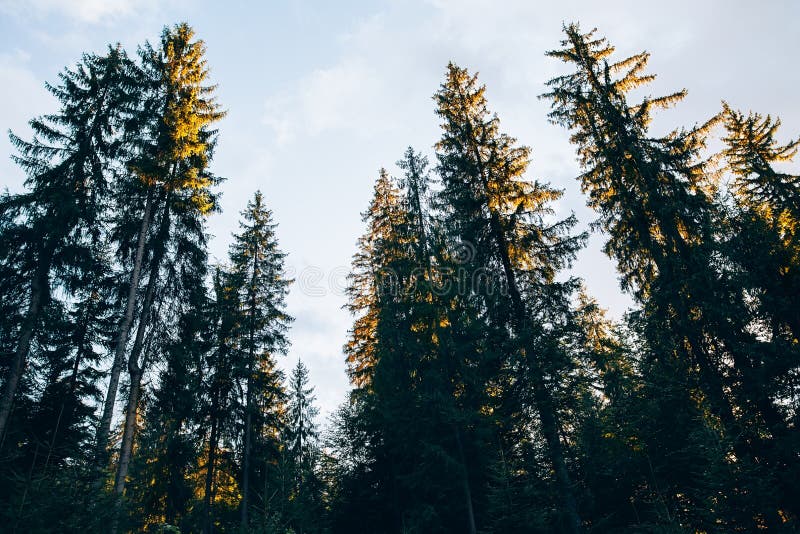 Looking Up into the Treetops of a Pine Forest Stock Image - Image of ...