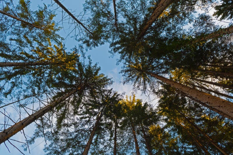 Looking Up into the Treetops of a Spruce Trees in Forest As Sunset Time ...