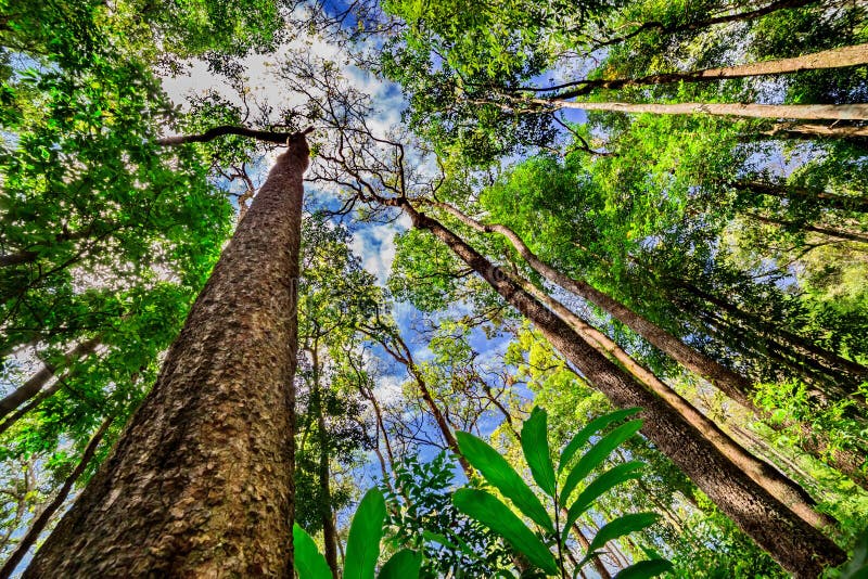 Looking Up the Trunk of a Giant Rainforest Stock Image - Image of tree ...