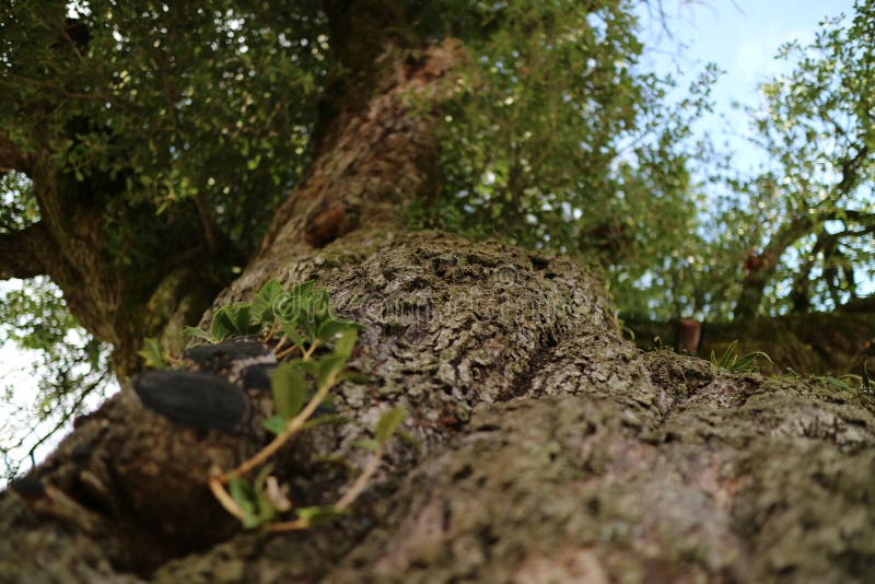 Gnarly Tree Bark Rushmere Bedfordshire Stock Photo - Image of colur ...
