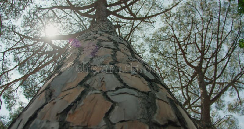 Looking Up the Trunk of a Pine Tree, Sunlight Filters through Its ...