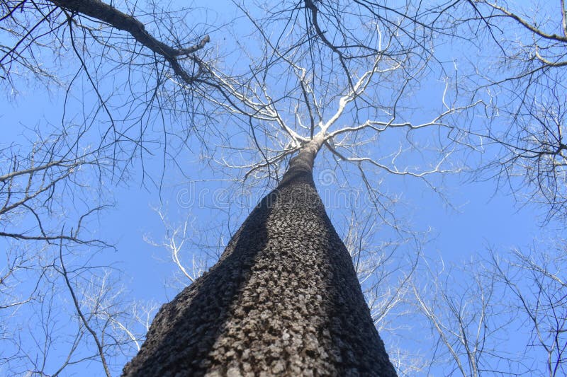 Looking Up the Trunk of a Sycamore Tree Stock Image - Image of change ...