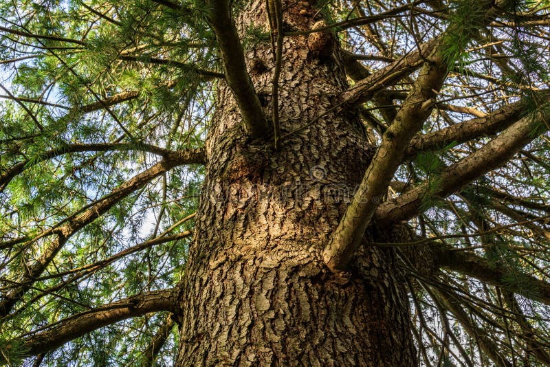 Looking Up Trunk of Tall Big Tree in the Forest Stock Image - Image of ...