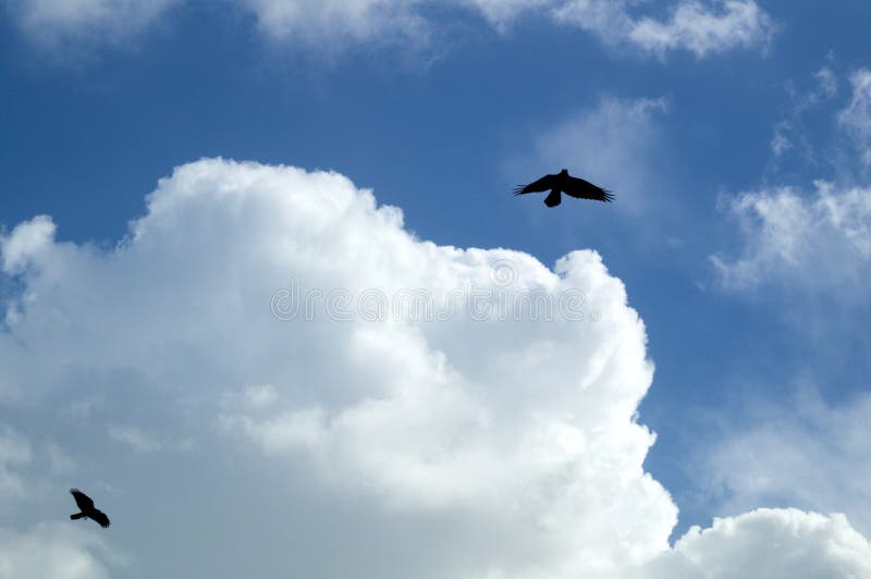 Two crows soaring stock photo. Image of flight, migrating - 135056334