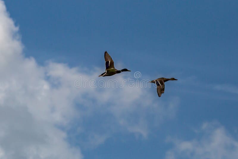 Looking Up at Two Ducks Flying Against a Blue Sky Stock Image - Image ...