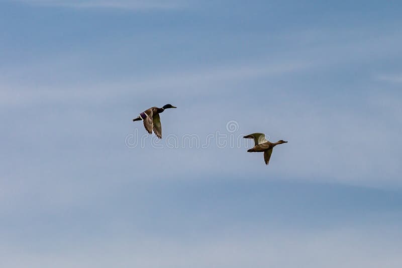 Two Mallard Ducks in Flight with a Blue Sky Overhead Stock Image ...