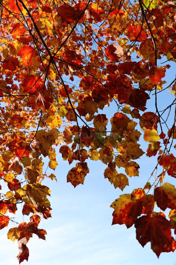 Looking Up Under Autumn Red Maple Tree with Blue Sky Stock Photo ...